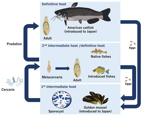 A Parasite Introduced From Mainland China Invades Parts Of The Tone River System