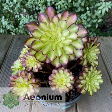 Aeonium Picasso Aeonium Australia