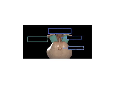 Crus Cerebri Quiz