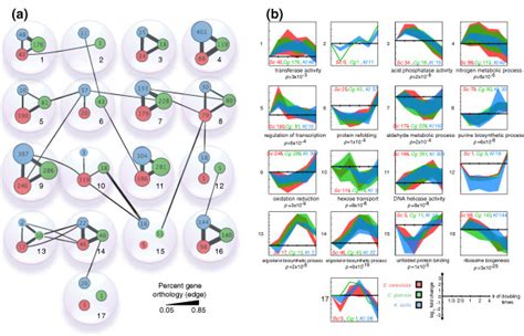 Cluster Structure And Dynamics A Each Of The 17 Clusters Appears As Download Scientific