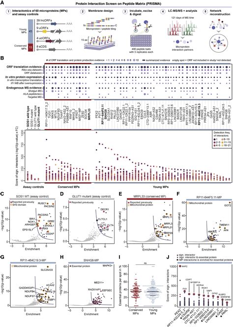 Evolutionary Origins And Interactomes Of Human Young Microproteins And Small Peptides