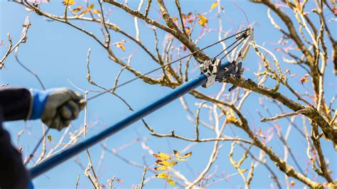 What Is The Best Tree Trimmer On The Market