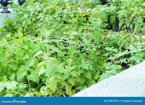 Catnip Planted In Pots Stock Photo Image Of Botany 224879476