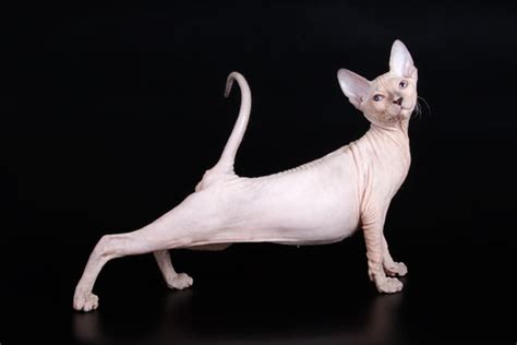 Nacktkatze Bilder Stock Fotos Videos Adobe Stock