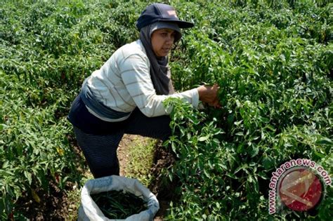 Petani Gunung Kidul Berharap Harga Cabai Stabil ANTARA News Yogyakarta Berita Terkini Yogyakarta