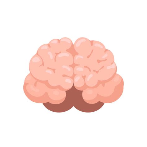 Brain Icon Front Illustrations Royalty Free Vector Graphics And Clip Art