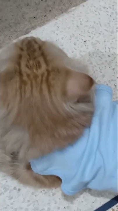 Mew Mew So Cute Fypシ゚viral Shorts Milo Funny Youtube