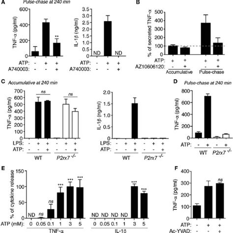 Extracellular Atp Modulates Tumor Necrosis Factor α Tnf α Release