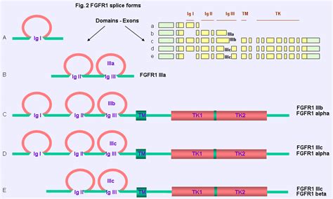 Mosaic Activating Mutations In Fgfr1 Cause 43 Off