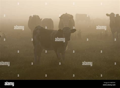 Cattle Cow Cows Bovid Bovidae Domestic Domesticated Farm Farms Farming
