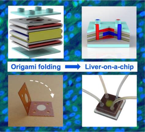 Customizable Microfluidic Origami Liver On A Chip Oloc Pmc