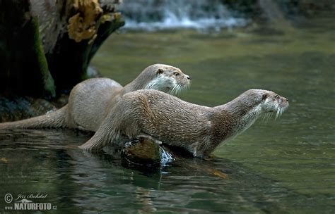 European Otter Photos European Otter Images Nature Wildlife Pictures