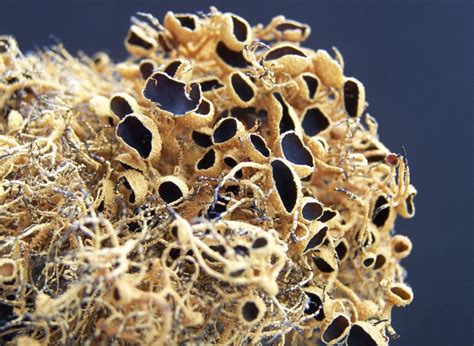 Lichen Growth Patterns Antarctica And The Future Of The Anthropogenic World Science