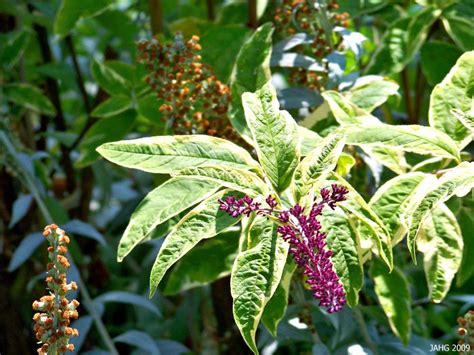 Buddleja Davidii Name That Plant