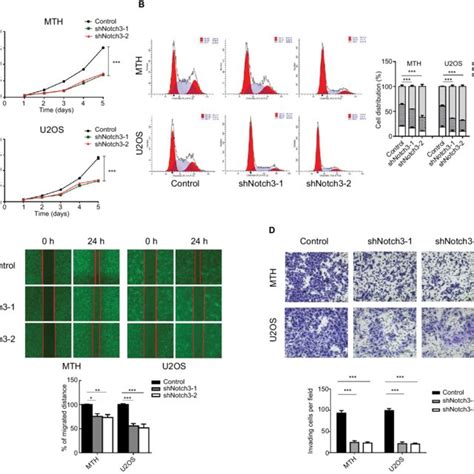 A Effect Of Notch3 Knockdown On The Proliferation Of Osteosarcoma Download Scientific Diagram