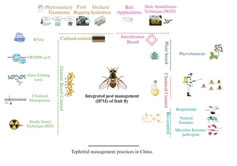 Olfactory Receptors In Bactrocera Species For Sustainable Fruit Fly Management Biorender