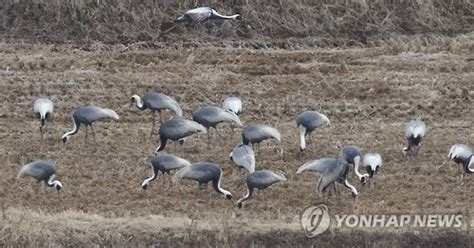 철원평야 멸종위기 두루미 크게 늘어서식지 보전 효과