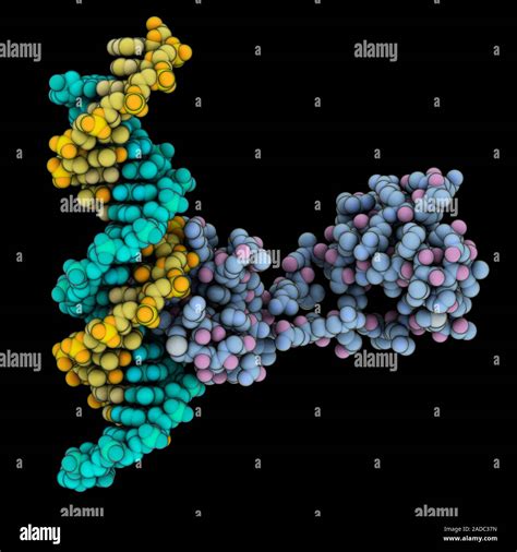 Human Gata Transcription Factor Complexed With Dna Deoxyribonucleic