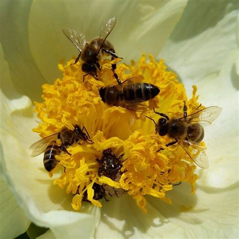Пойди к пчеле и познай как она трудолюбива какую почтенн Flickr