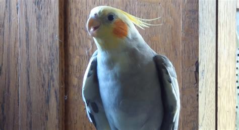 Is Your Cockatiel Making Squeaking Noises Heres Why