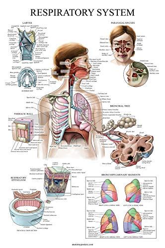 Laminated Respiratory System Anatomical Chart Lung Anatomy Poster