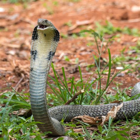 Indian Cobra Snake Attack