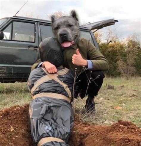 ماجرای گم شدن سگی به نام شلبی و واکنش های طنز کاربران توییتر