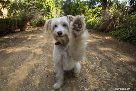 Un estudio analiza y traduce los gestos más comunes de los perros al