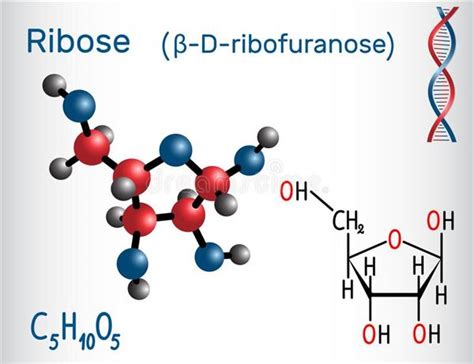 Molecular Diagram Of Ribose