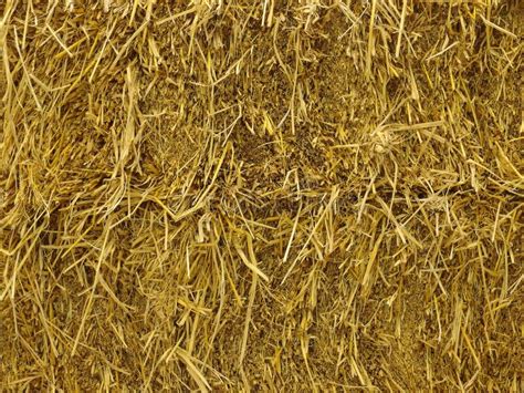 Dry Brown Grass Hay Stack Wall Background Stock Image Image Of