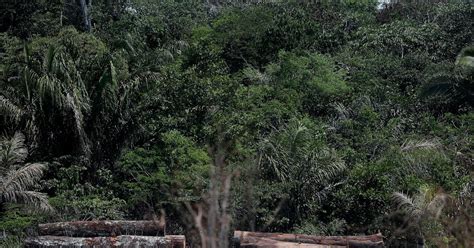 Plantean Prohibir La Deforestación En La Amazonía Brasileña Durante