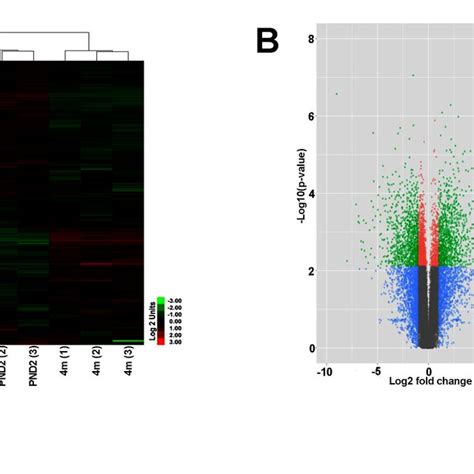 Rna Seq Analysis Reveals Transcriptional Differences Between Pnd2 And 4
