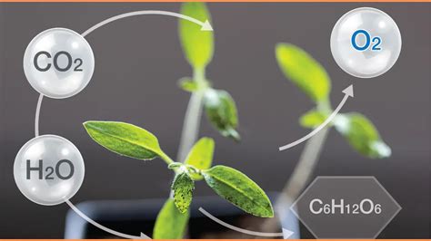 Chemosynthesis Definition Process And Examples