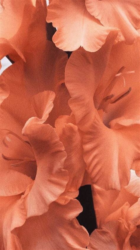 Top 999 Peach Color Aesthetic Wallpaper Full Hd 4k Free To Use