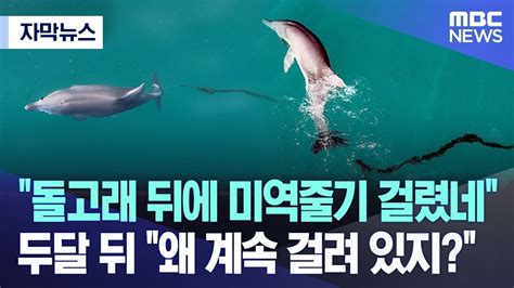 [자막뉴스] 돌고래 뒤에 미역줄기 걸렸네 두달 뒤 왜 계속 걸려 있지 2024 01 17 Mbc뉴스 Youtube