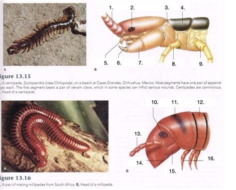 Centipede Head