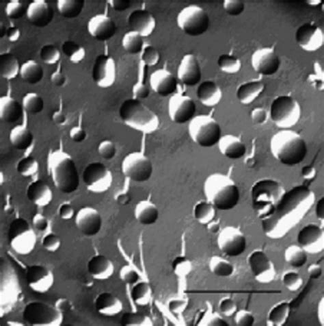 Freeze Fracture Electron Micrographs Of L Gem Extruded Through 200 Nm