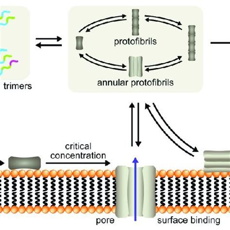 Pathways Of Amyloid Formation Adapted With Permission 6 Download