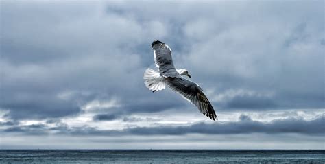 Difference Between Sore And Soar