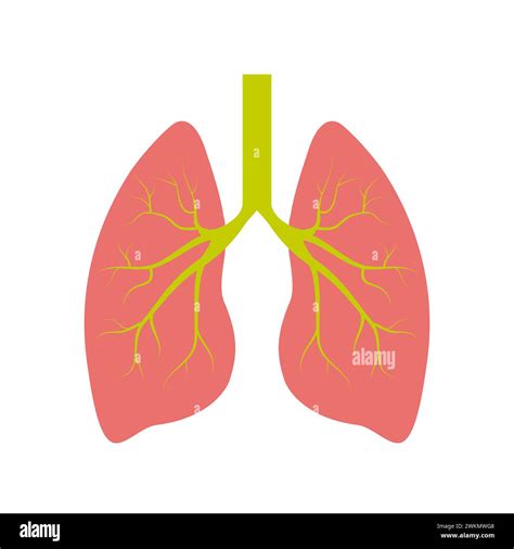 Lung Human Icon Respiratory System Healthy Lungs Anatomy Flat Medical