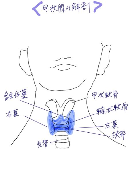 甲状腺の解剖生理とその機能 森上内科糖尿病クリニック