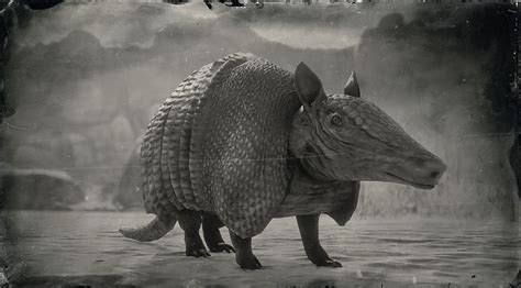 Armadillo Red Dead Redemption 2 Location Perfect Pelt Crafting