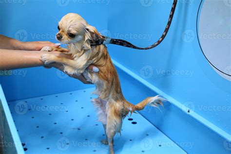 Chihuahua Divertido Tomando Una Ducha En El Salón De Aseo Mano De