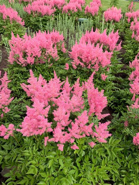 Astilbe Arendsii Country And Western Picturethis