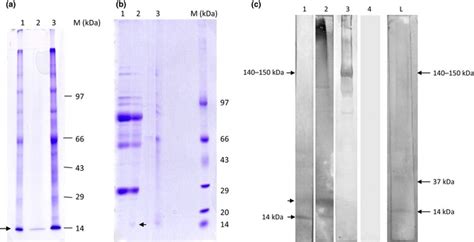 Demonstration Of Complement C3 Binding Protein Hc C3bp In Haemonchus