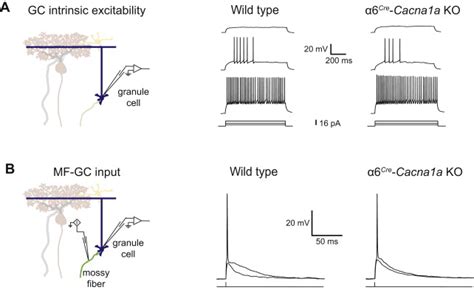 Granule Cells Show Normal Intrinsic Excitability And Response To Mossy