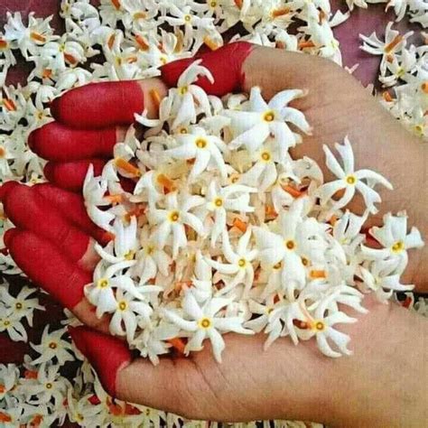 বকুল ফুল