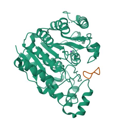 RCSB PDB 8EQI Crystal Structure Of Danio Rerio Histone Deacetylase 6