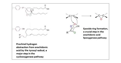 Arachidonic Acid
