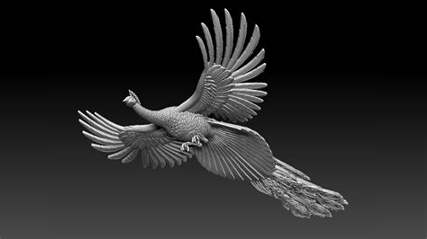 Peacock 3d Model Turbosquid 1957271